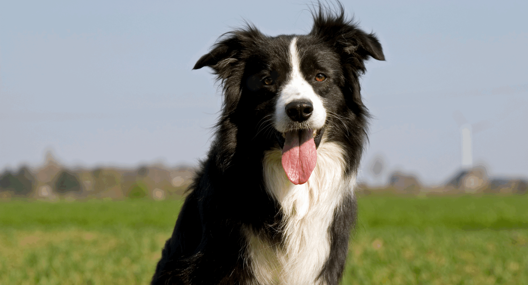 15 Working Dog Breeds and What They’re Best At | SPORTMiX®