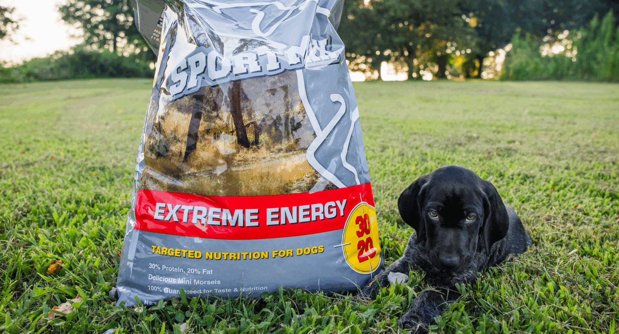 Essential Gear for Your Hunting Dog: What You Need and Why | SPORTMiX®