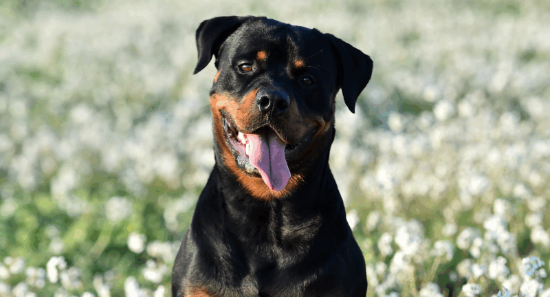 15 Working Dog Breeds and What They’re Best At | SPORTMiX®