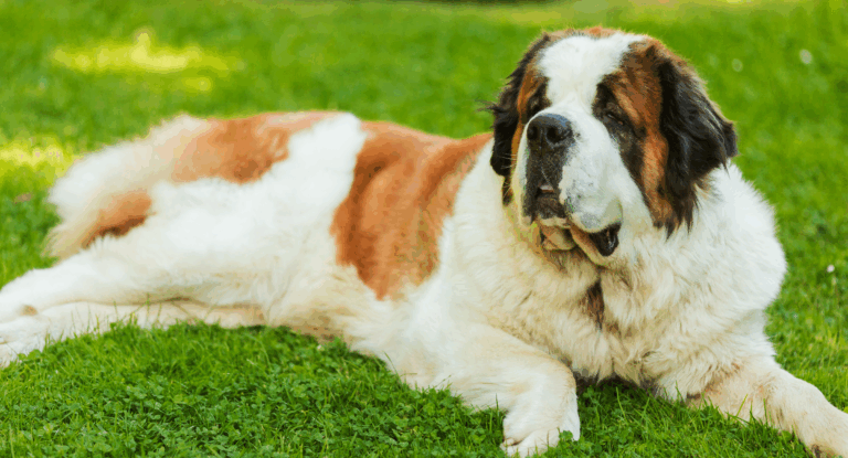 15 Working Dog Breeds and What They’re Best At | SPORTMiX®