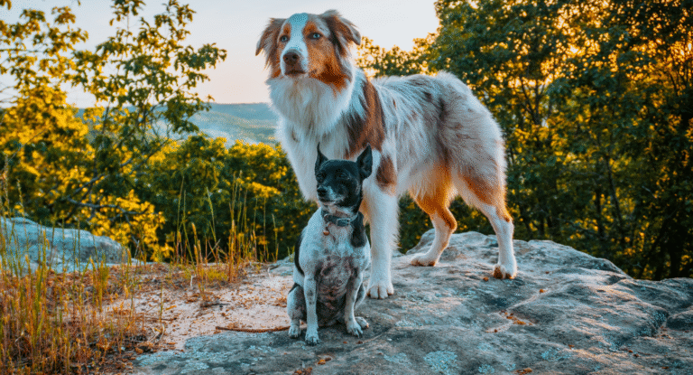12 Medium Energy Dogs That Fit a Balanced Lifestyle | SPORTMiX®