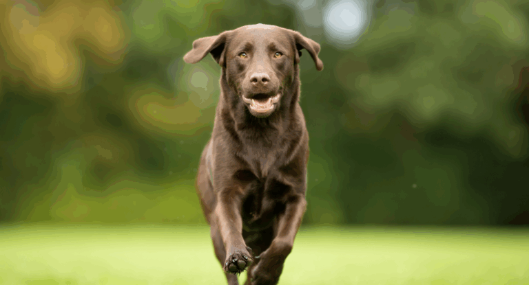15 Working Dog Breeds and What They’re Best At | SPORTMiX®