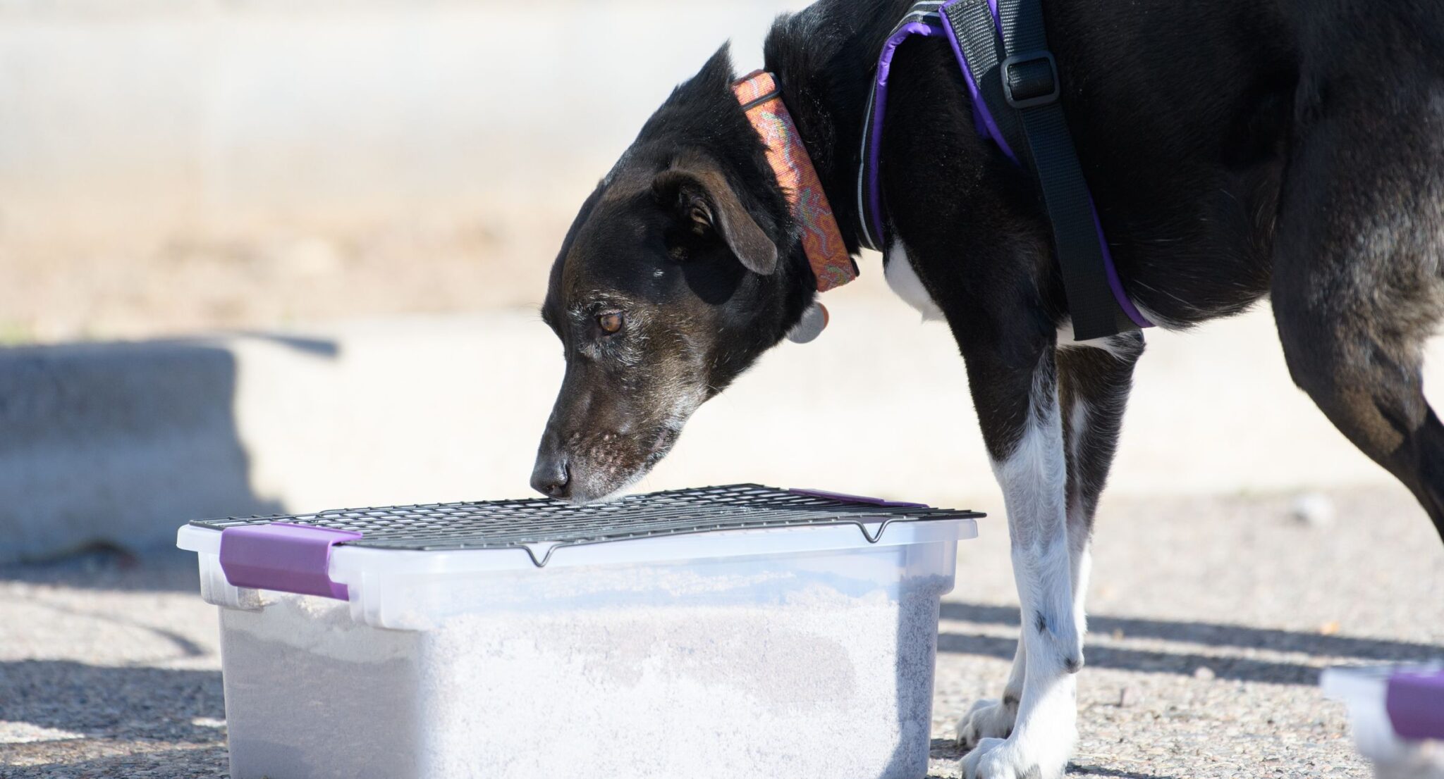 Scent Training for Dogs: How to Scent Train a Dog? | SPORTMiX®