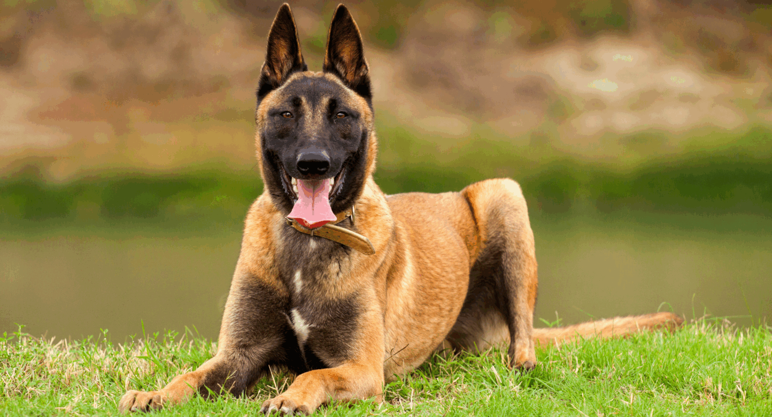 15 Working Dog Breeds and What They’re Best At | SPORTMiX®