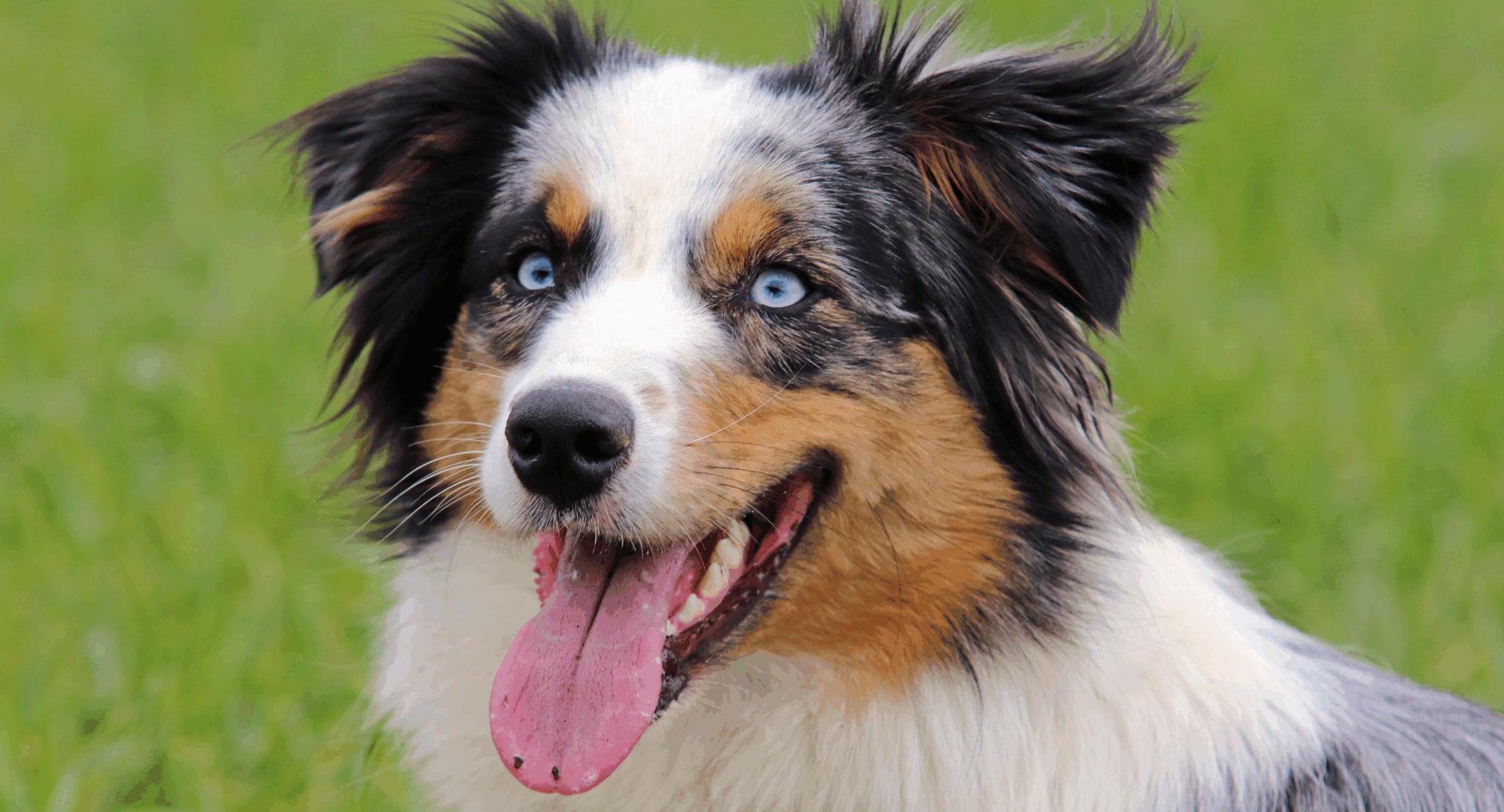 15 Working Dog Breeds and What They’re Best At | SPORTMiX®
