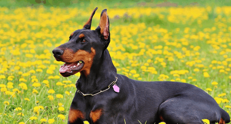 15 Working Dog Breeds and What They’re Best At | SPORTMiX®