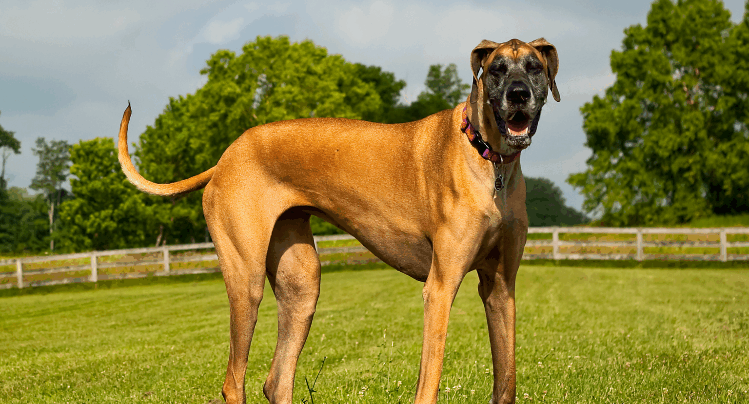 15 Working Dog Breeds and What They’re Best At | SPORTMiX®