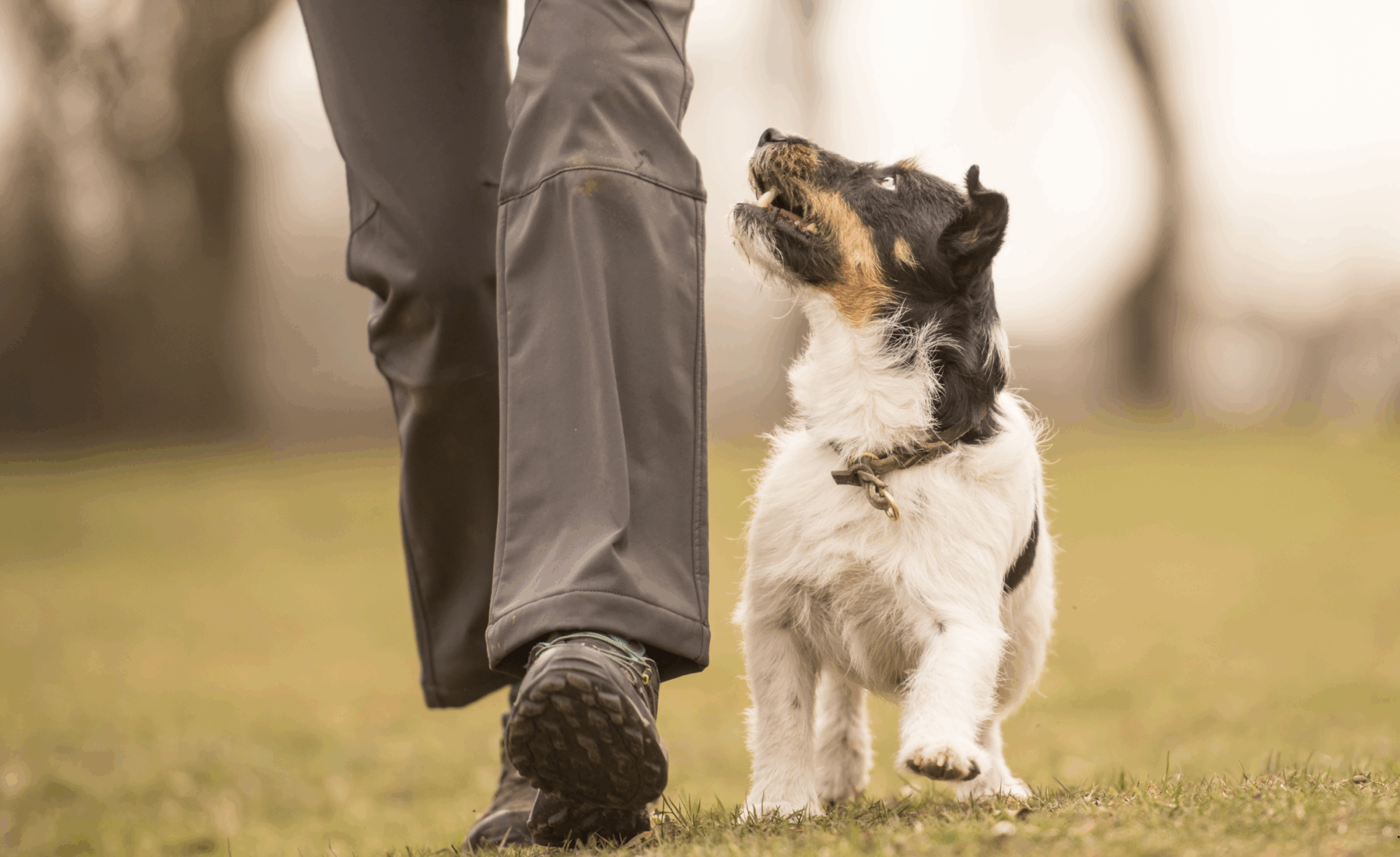 How to Teach Your Dog to Heel? | SPORTMiX®