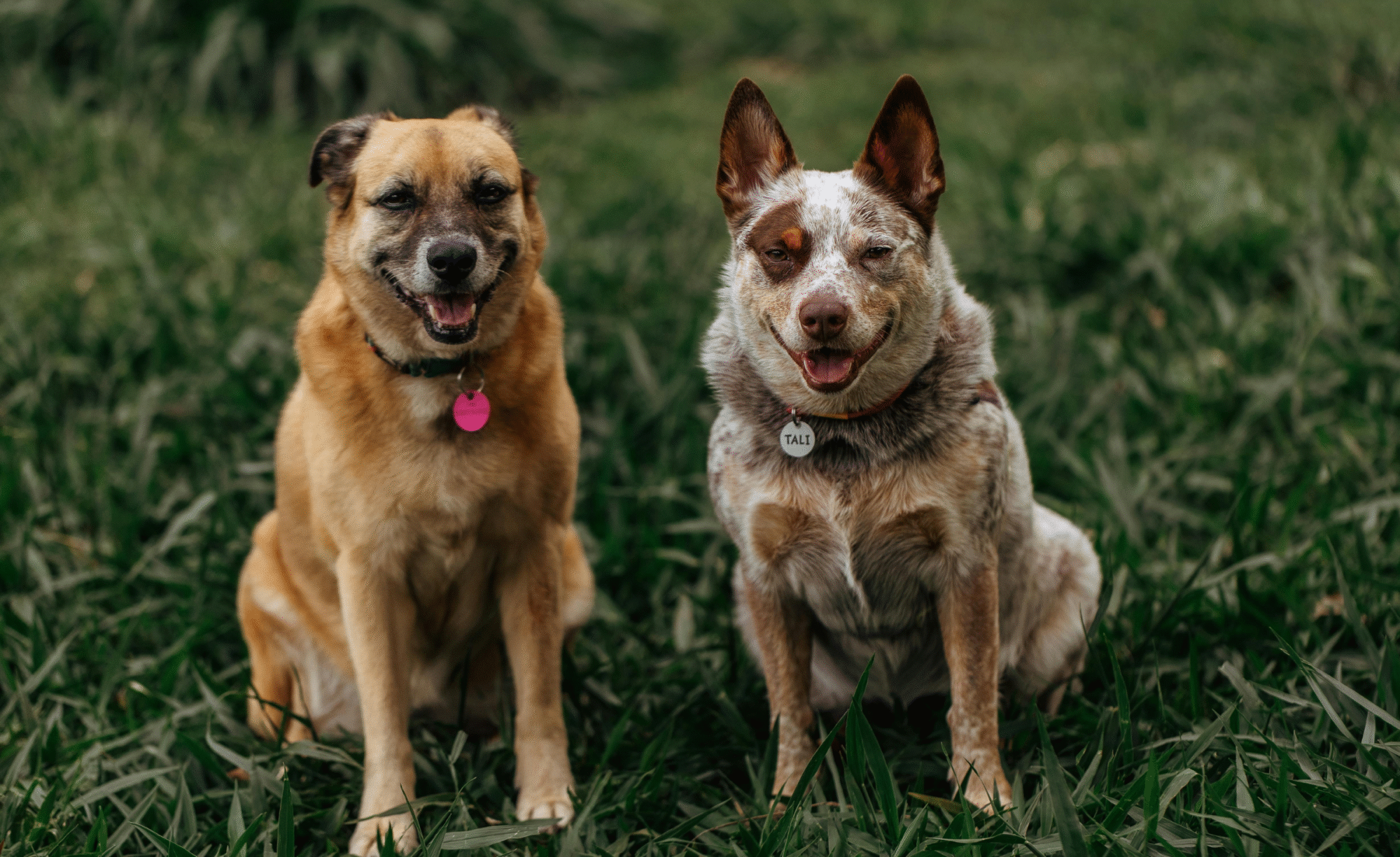 12 Medium Energy Dogs That Fit a Balanced Lifestyle | SPORTMiX®