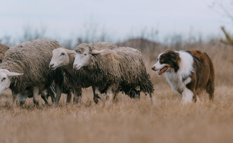What Dog Food is Best for Working Dogs? | SPORTMiX®