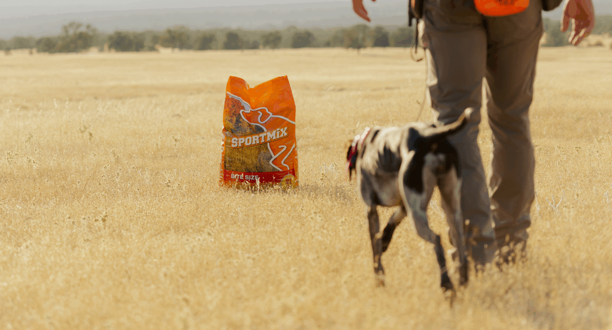 How to Teach Your Dog to Heel? | SPORTMiX®