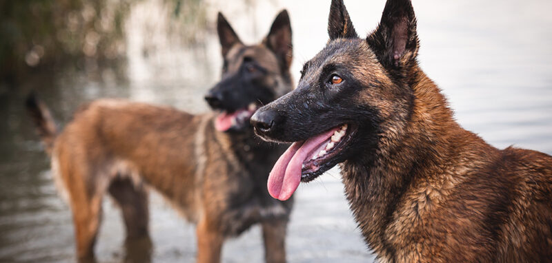 Top Police Dog Breeds for Law Enforcement | SPORTMiX®