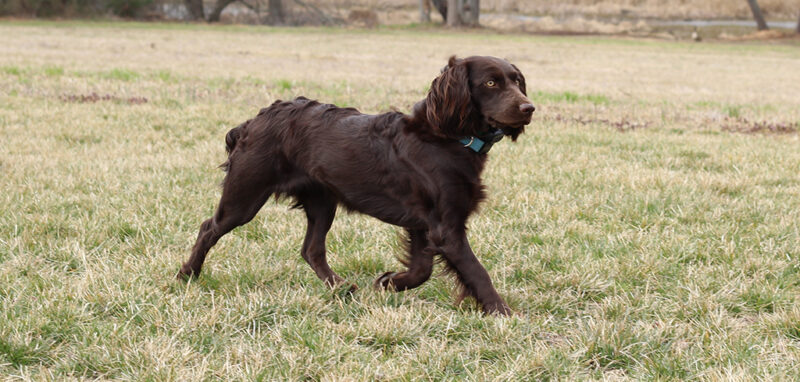 Top Small Hunting Dogs: 7 Best Breeds for Upland Birds and More | SPORTMiX®