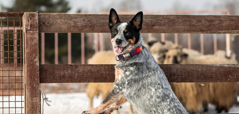 Top 12 High Energy Dog Breeds: Meet the Most Energetic Pups | SPORTMiX®