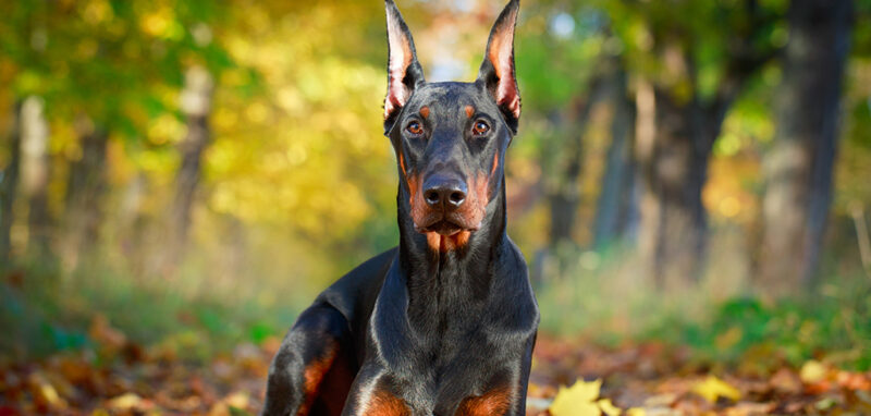 Top Police Dog Breeds for Law Enforcement | SPORTMiX®