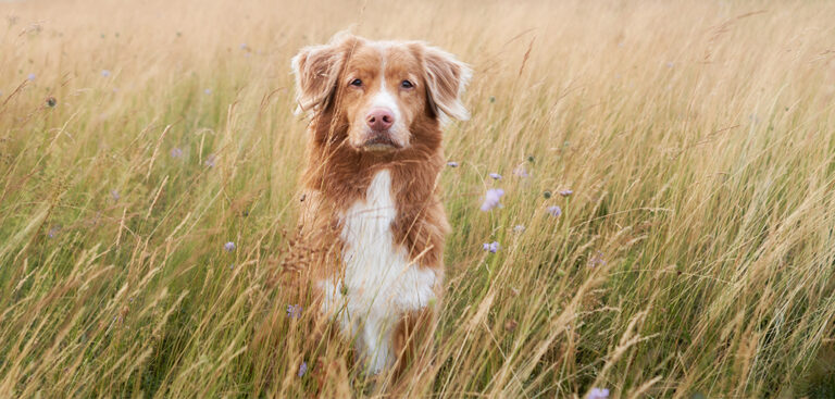 The Best Duck Hunting Dogs: 9 Top Breeds for Waterfowl Hunting | SPORTMiX®