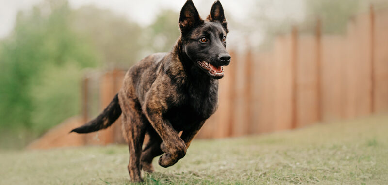 Top Police Dog Breeds for Law Enforcement | SPORTMiX®