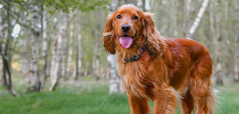 Top Small Hunting Dogs: 7 Best Breeds for Upland Birds and More | SPORTMiX®