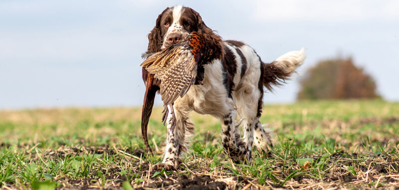Top Hunting Dog Breeds: A Comprehensive Guide | SPORTMiX®