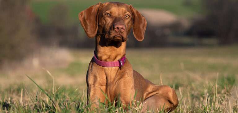 Choosing the Best Hunting Dog Names | SPORTMiX®