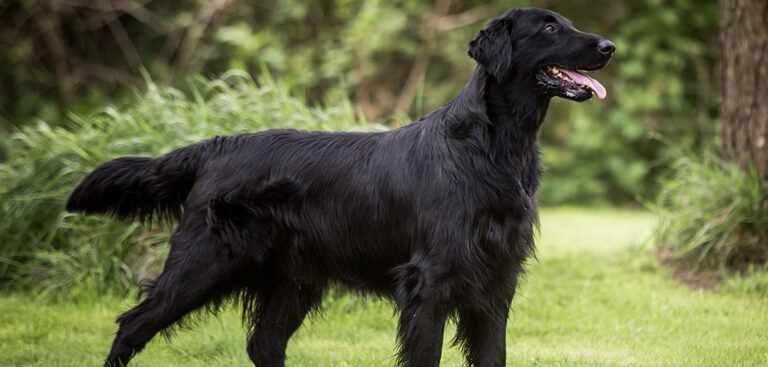 The Best Duck Hunting Dogs: 9 Top Breeds for Waterfowl Hunting | SPORTMiX®