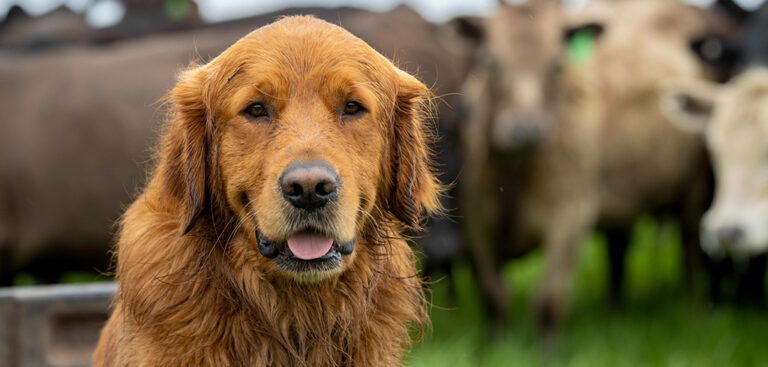 8 of the Best Bird Dog Breeds for Hunting and Family Companionship ...