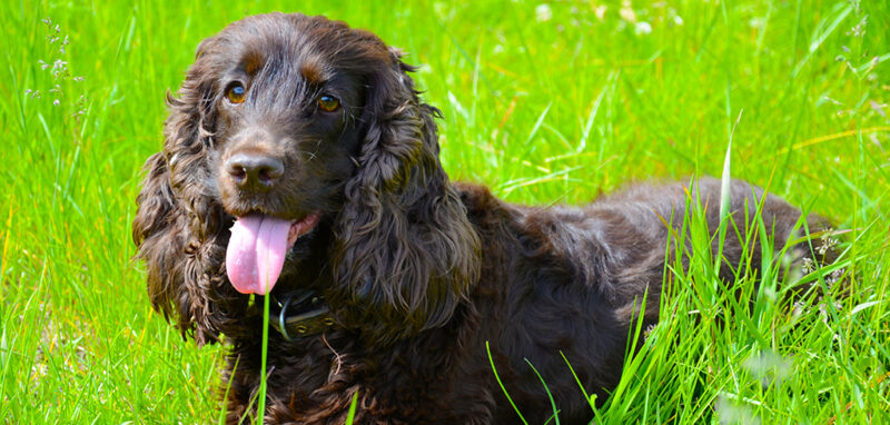 The Best Duck Hunting Dogs: 9 Top Breeds for Waterfowl Hunting | SPORTMiX®