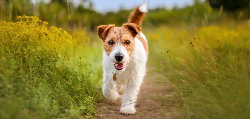 Top Small Hunting Dogs: 7 Best Breeds for Upland Birds and More | SPORTMiX®