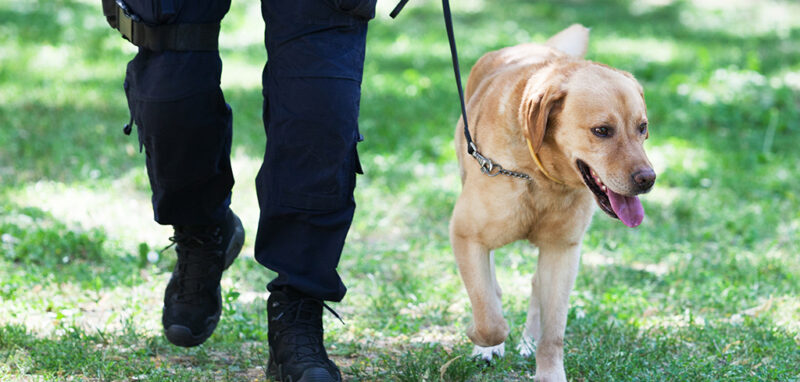 Top Police Dog Breeds for Law Enforcement | SPORTMiX®