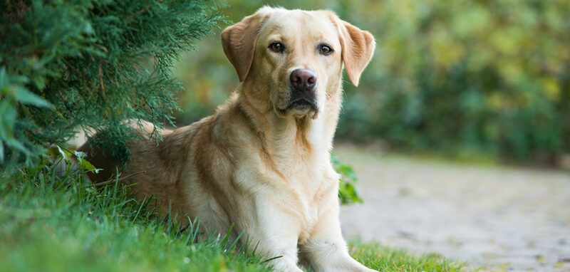 The Best Duck Hunting Dogs: 9 Top Breeds for Waterfowl Hunting | SPORTMiX®