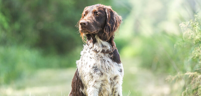 Top Small Hunting Dogs: 7 Best Breeds for Upland Birds and More | SPORTMiX®