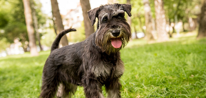 Top 12 High Energy Dog Breeds: Meet the Most Energetic Pups | SPORTMiX®