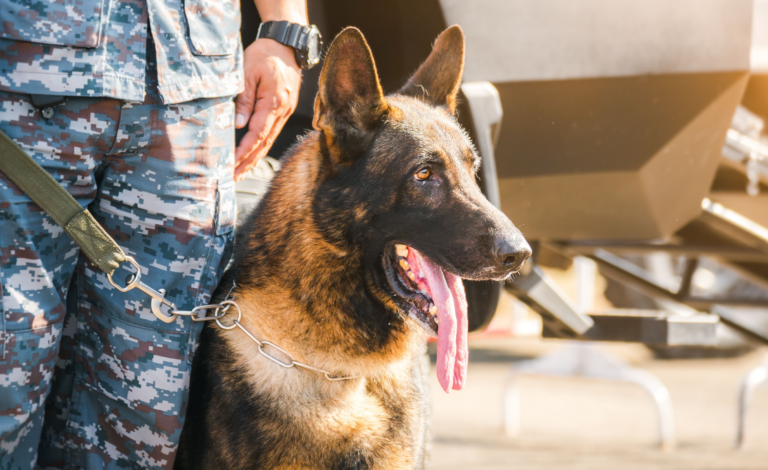 Top 10 Military Dog Breeds | SPORTMiX®