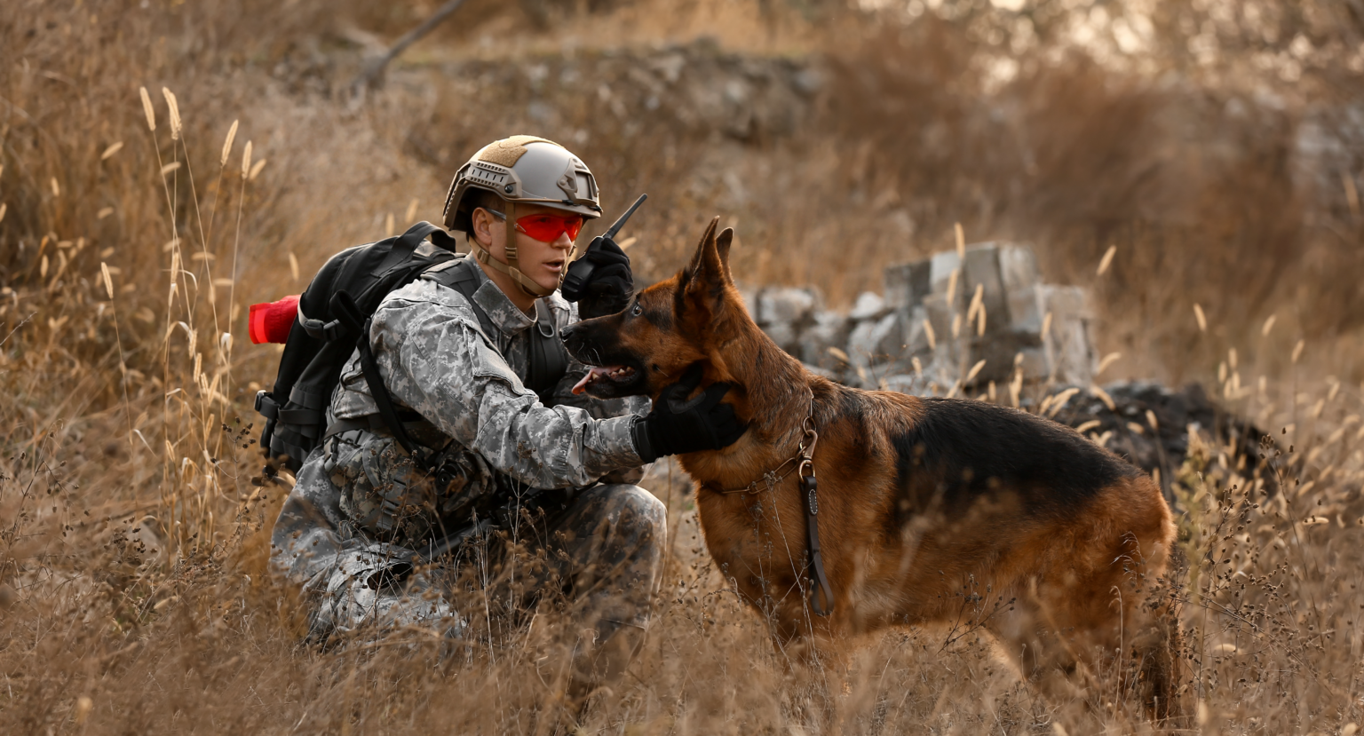 Top 10 Military Dog Breeds | SPORTMiX®