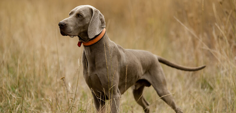 Top 12 High Energy Dog Breeds: Meet the Most Energetic Pups | SPORTMiX®